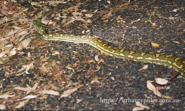 Identification of the Snakes of Greater Brisbane // Urban Reptiles Pty ...