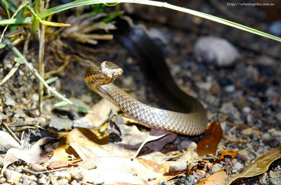 Identification of the Snakes of Greater Brisbane // Urban Reptiles Pty ...