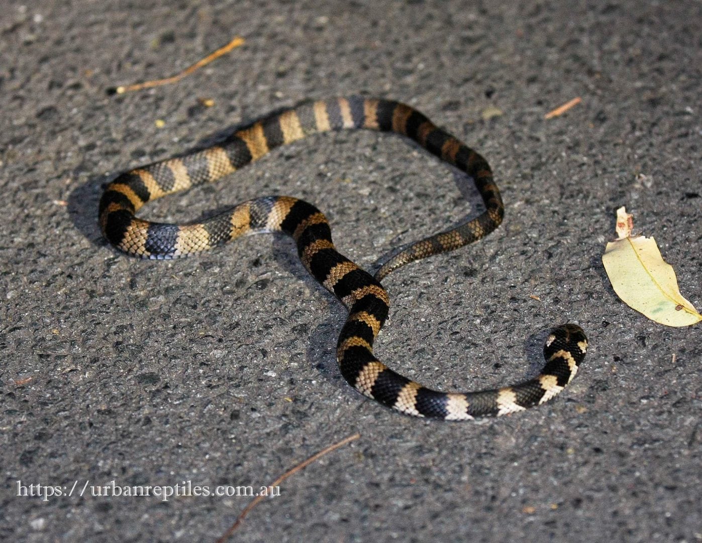 Identification of the Snakes of Greater Brisbane // Urban Reptiles Pty. Ltd.