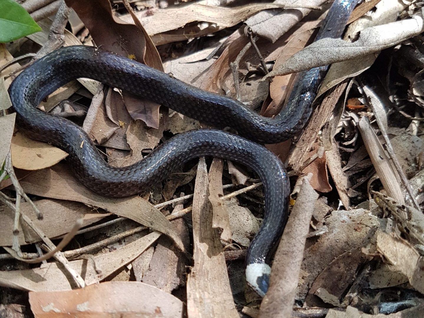 Identification of the Snakes of Greater Brisbane // Urban Reptiles Pty ...