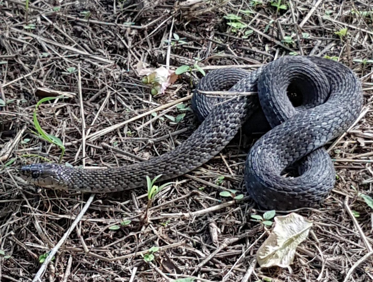 Identification of the Snakes of Greater Brisbane // Urban Reptiles Pty ...